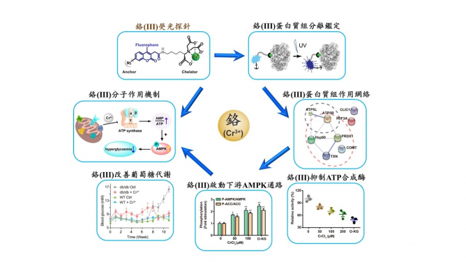 New Insights into Glucose Metabolism: Targeting ATP Synthase with ...